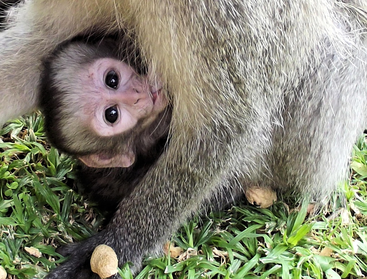 Vervet Monkey Baby Animals - Free photo on Pixabay - Pixabay
