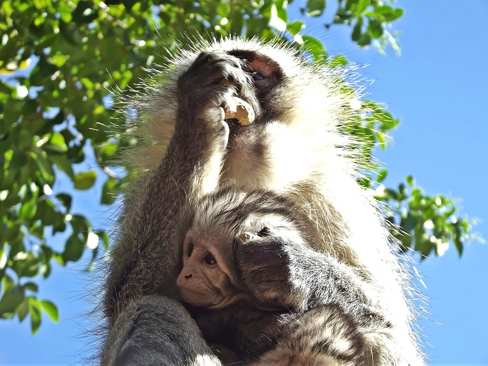 Singe Vervet Bébé Afrique Du - Photo gratuite sur Pixabay - Pixabay