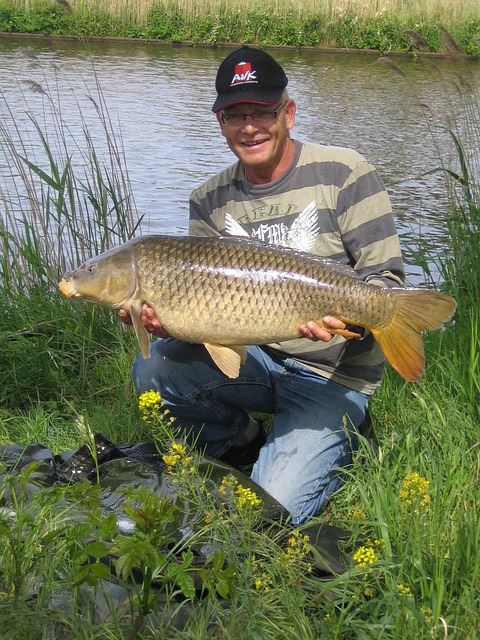 Carp South Willemsvaart Summer - Free photo on Pixabay