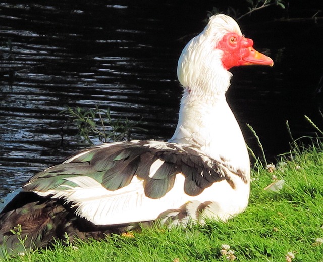Pato Real - Foto gratis en Pixabay - Pixabay
