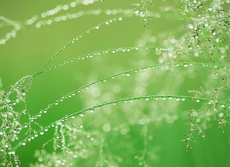 Water Drops Green Spring - Free photo on Pixabay - Pixabay