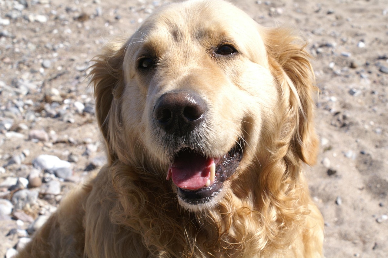 Jenis Anjing Golden Retriever - Foto gratis di Pixabay - Pixabay