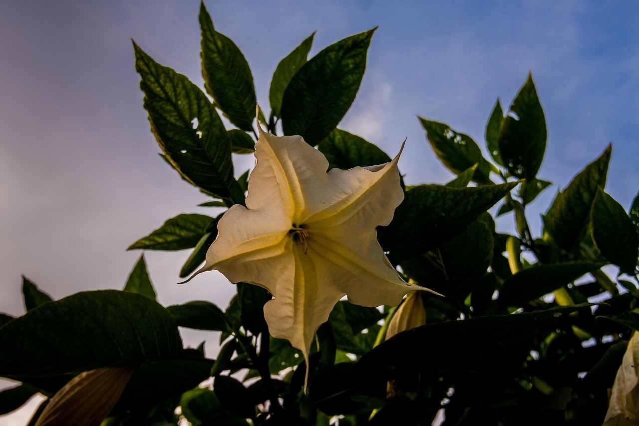 Trompeta De Ángel Flor La Luz Del - Foto gratis en Pixabay - Pixabay
