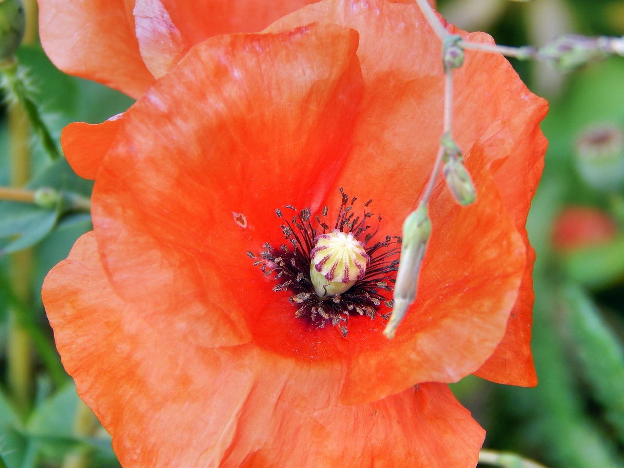 Poppy Plant Red - Free photo on Pixabay
