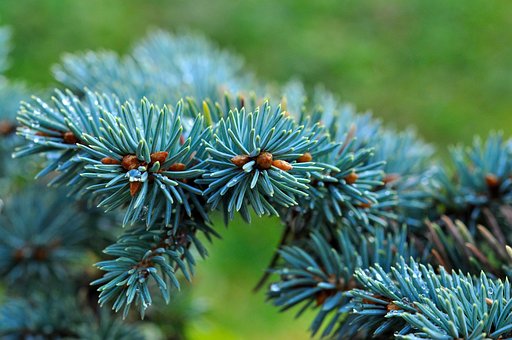 10+ Free Dwarf Fir & Blue Fir Images - Pixabay