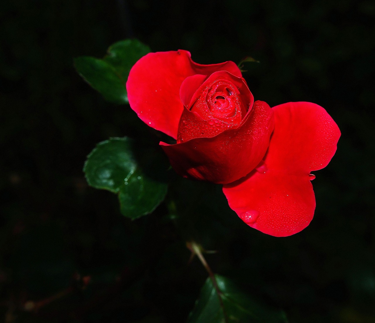 Rosa Flor Rojo - Foto gratis en Pixabay - Pixabay