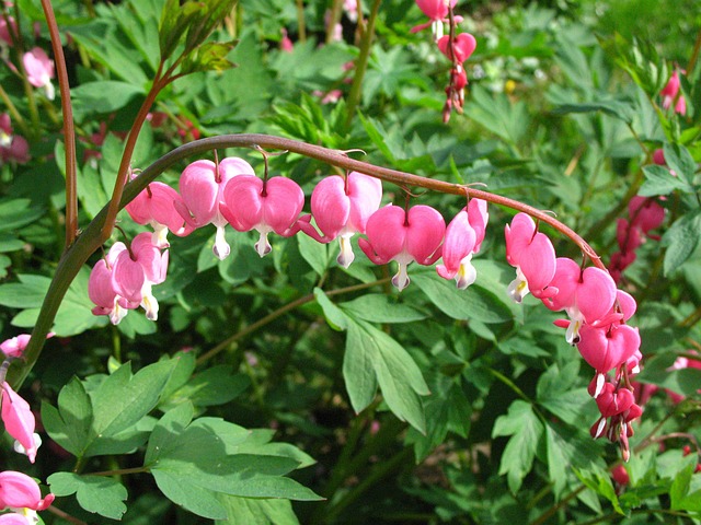 Bleeding Heart Flower Spring - Free photo on Pixabay