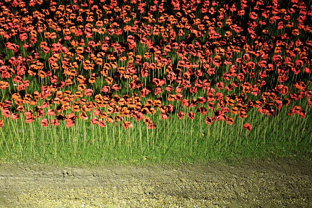 Poppies Rivers Of Blood Ceramic - Free photo on Pixabay - Pixabay
