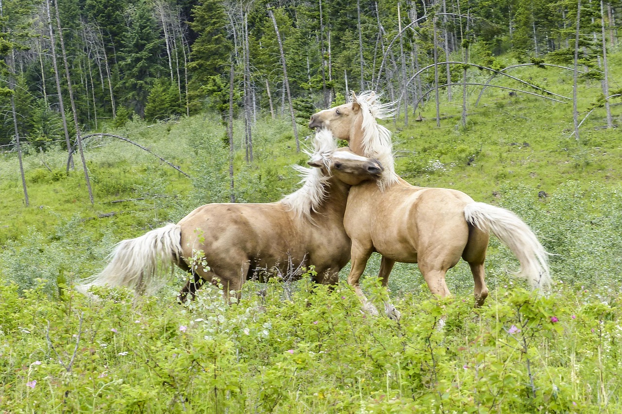 Quarter Horse Fighting Mammal - Free photo on Pixabay - Pixabay