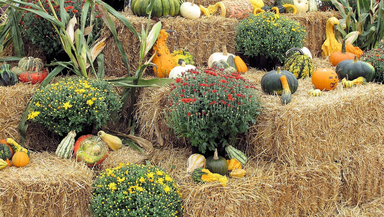 Récolter Automne Citrouille - Photo gratuite sur Pixabay - Pixabay