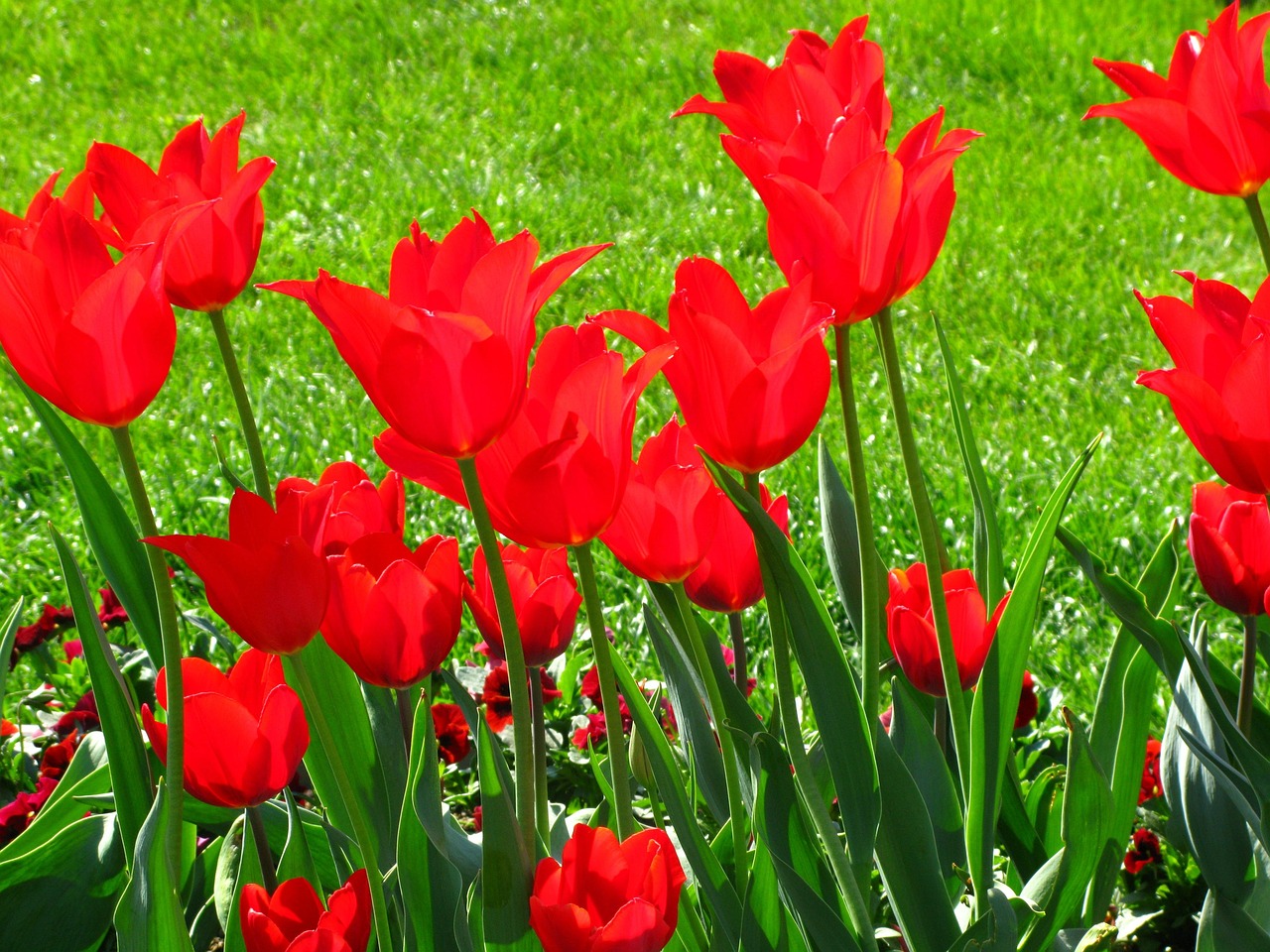 Tulipanes En Primavera