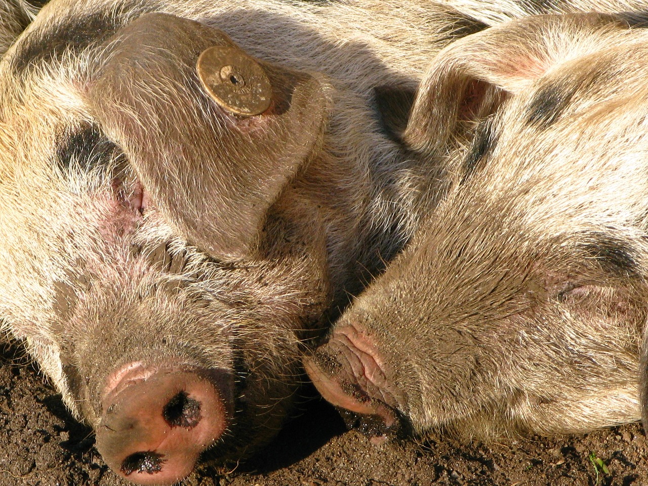 Cute Pigs Tumblr