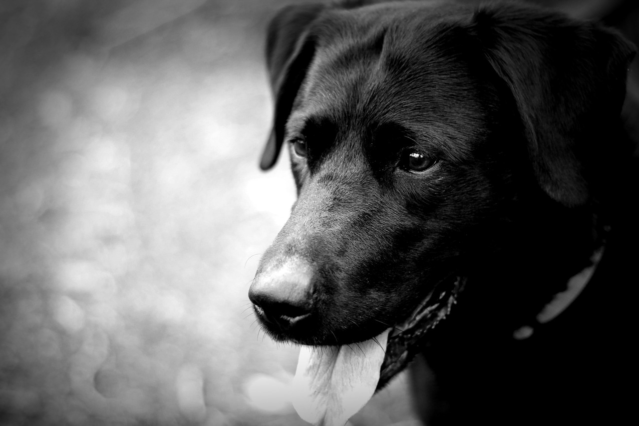 Labrador Dog Black - Free photo on Pixabay - Pixabay