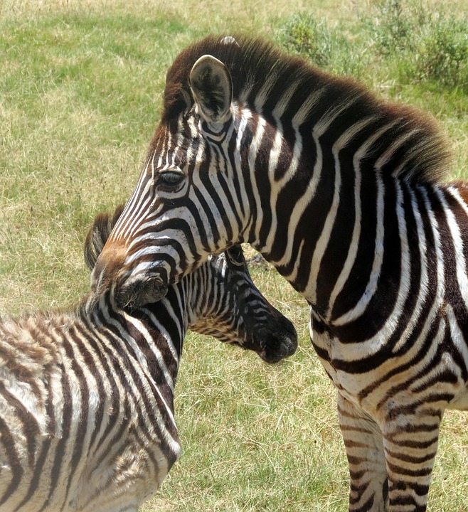 Zebras Animal Mammal South - Free photo on Pixabay - Pixabay