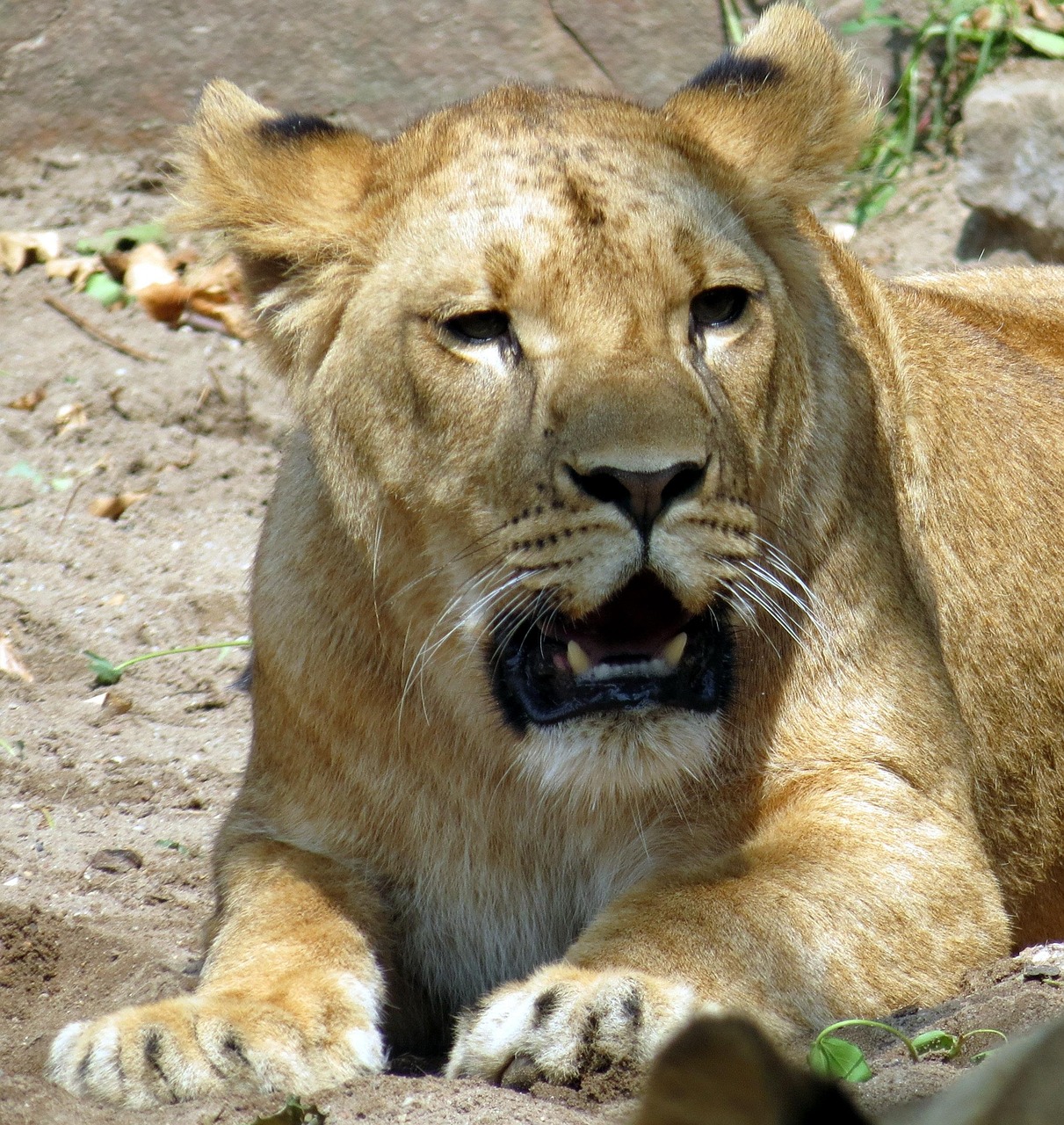 Leeuwin Wilde Kat Roofdier - Gratis foto op Pixabay - Pixabay