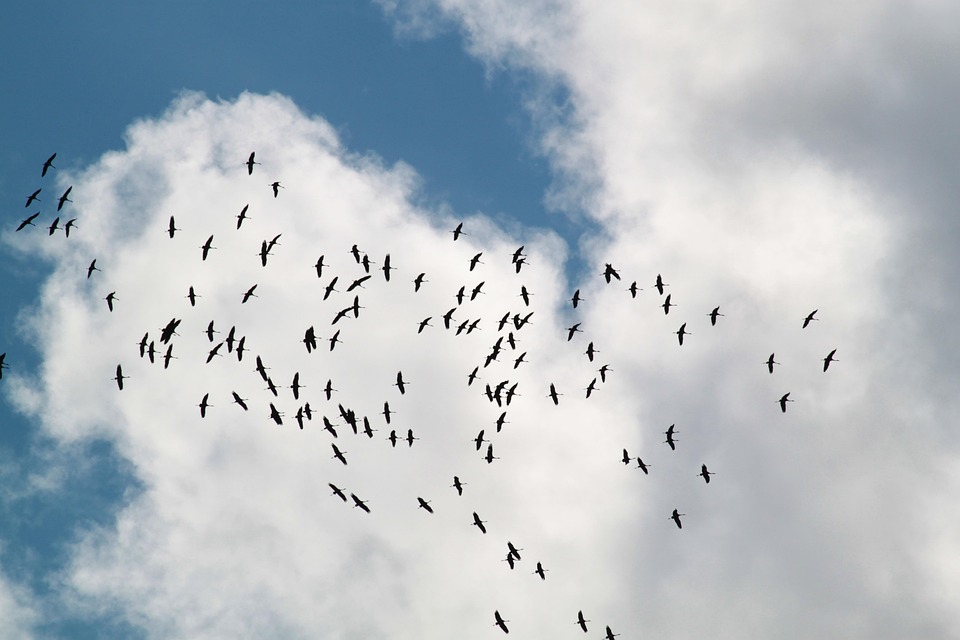 Foto gratis: Stormo Di Uccelli - Immagine gratis su Pixabay - 534928