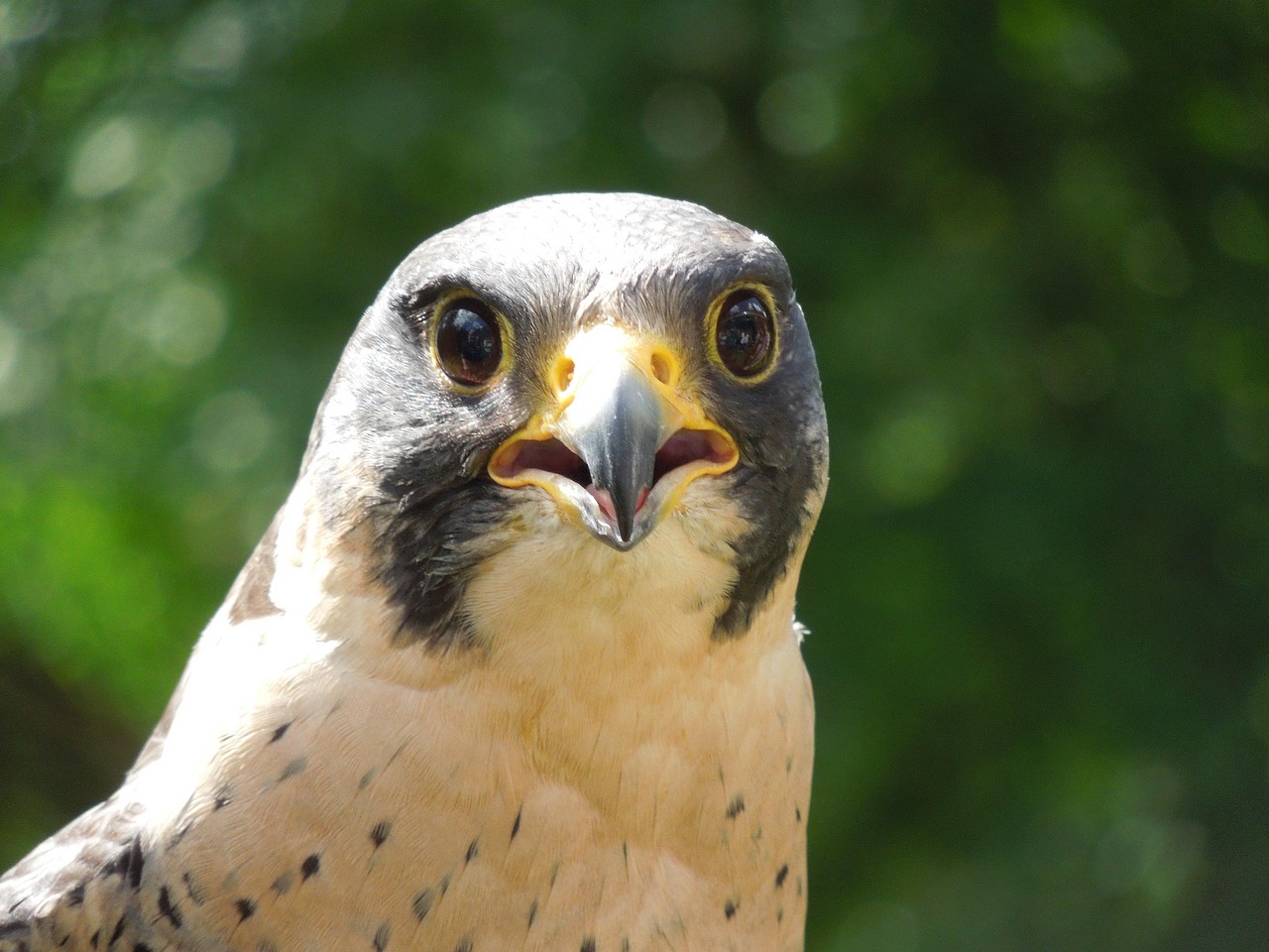 80+ Free Peregrine Falcon & Falcon Images - Pixabay