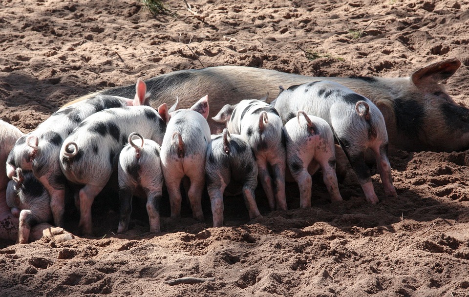 Schwein Hausschwein Säugen - Kostenloses Foto auf Pixabay