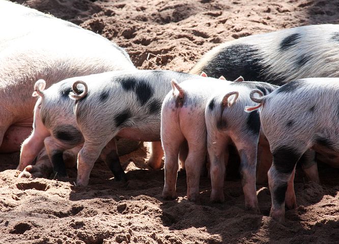 600+ Free Piglets & Pig Images - Pixabay