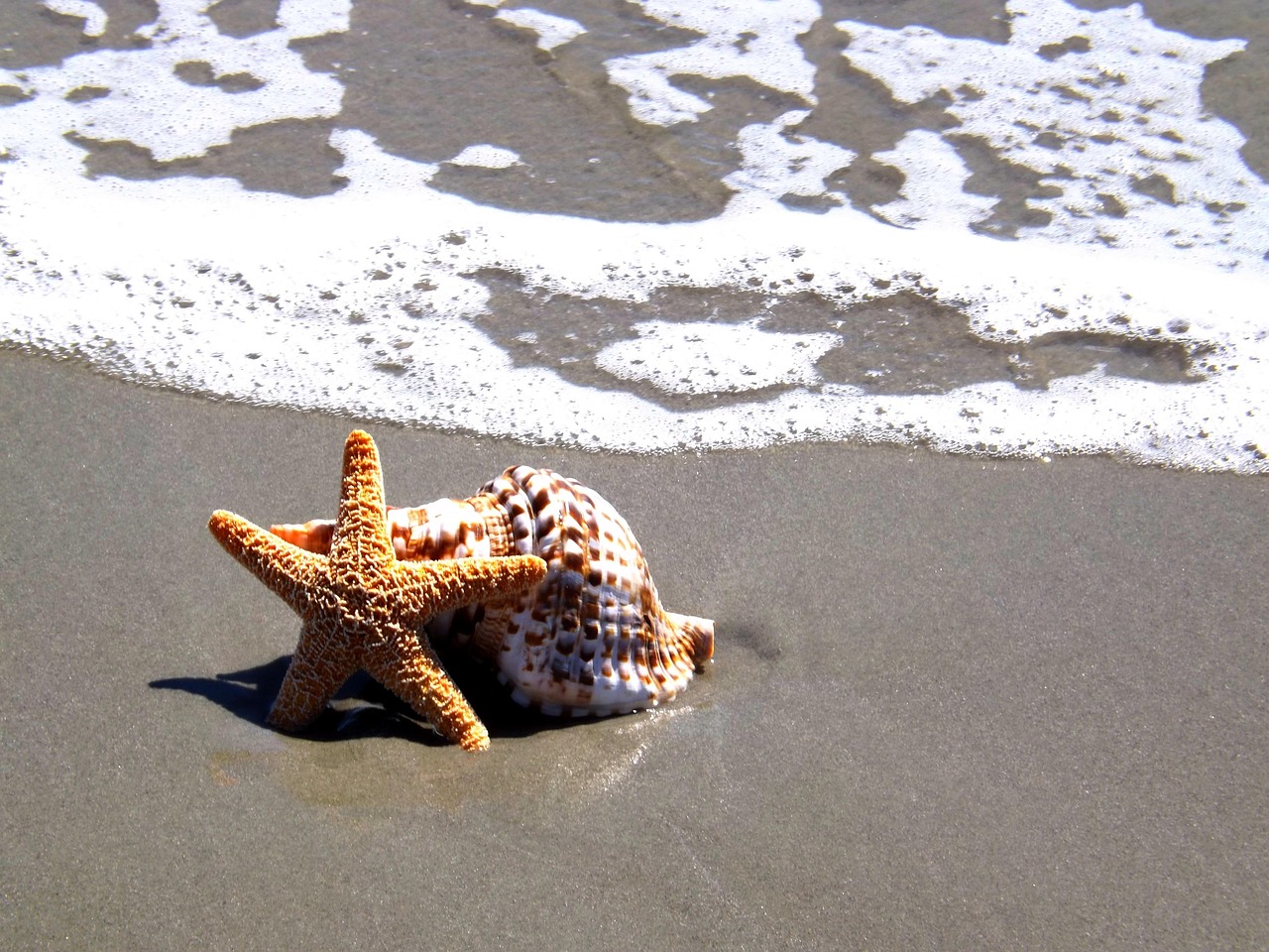 Starfish Shell Beach - Free photo on Pixabay