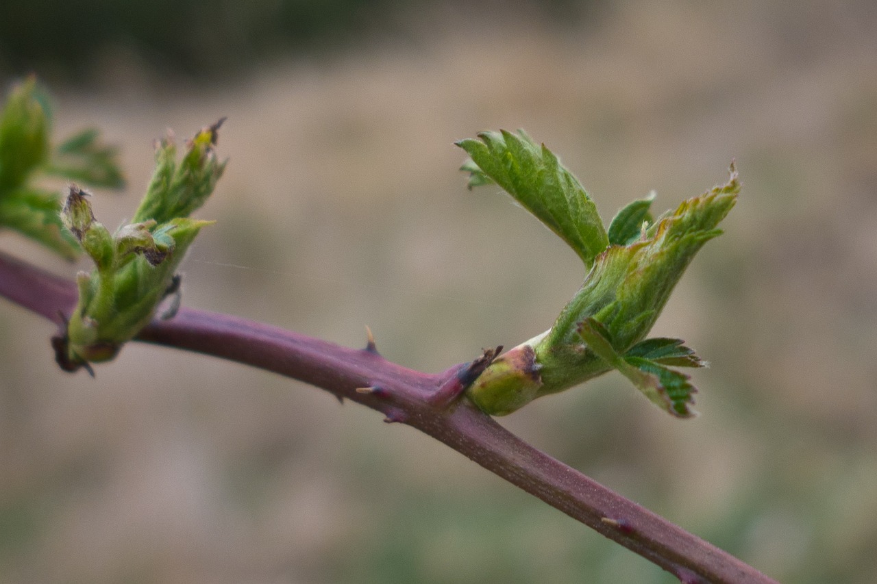 Spring Bud Leaf - Free photo on Pixabay - Pixabay