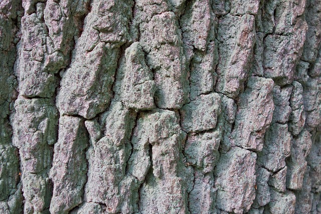Bark Poplar Tree - Free photo on Pixabay - Pixabay