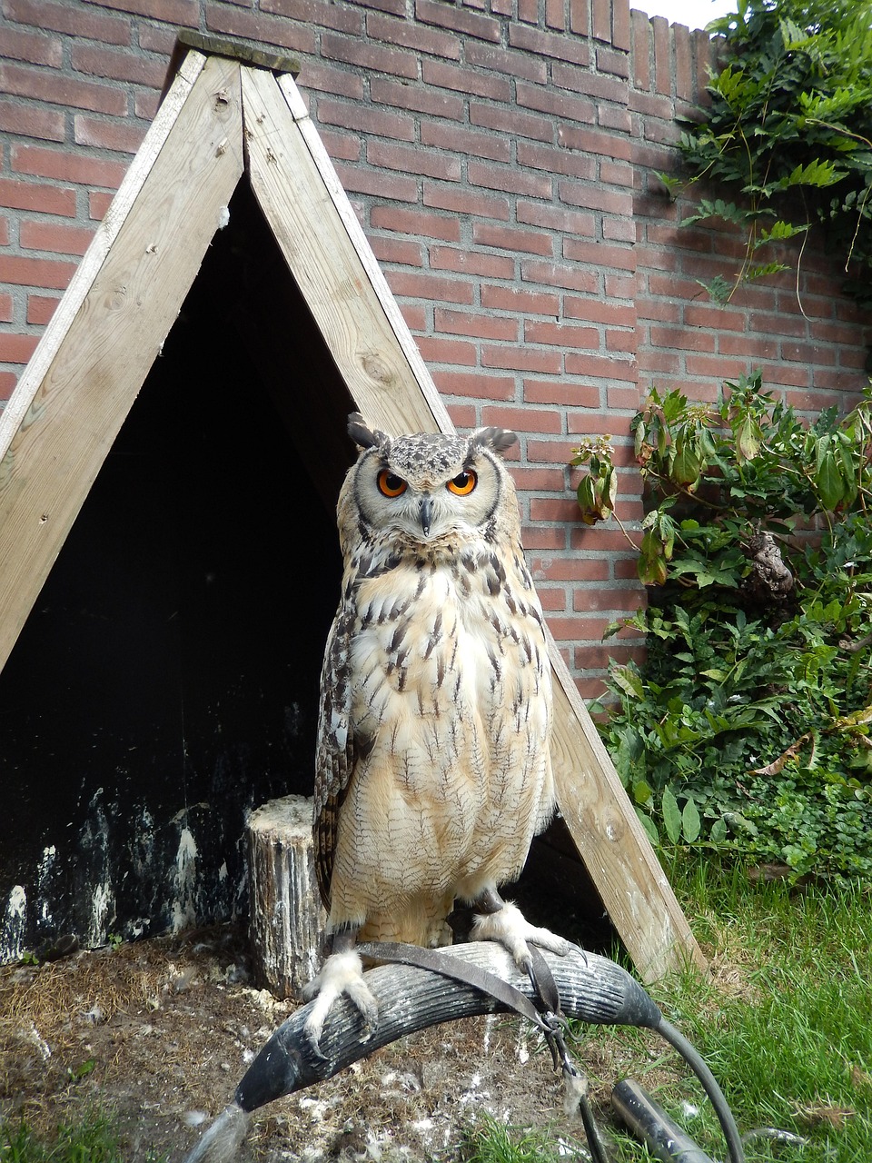 Owl Night Bird Train - Free photo on Pixabay - Pixabay