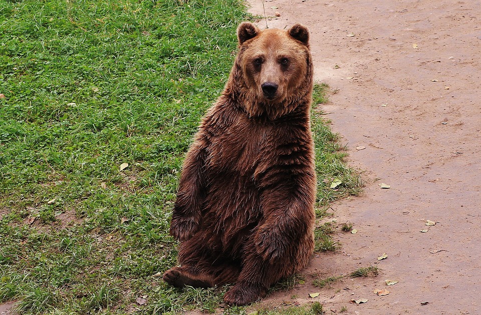 The Bear Teddy - Free photo on Pixabay