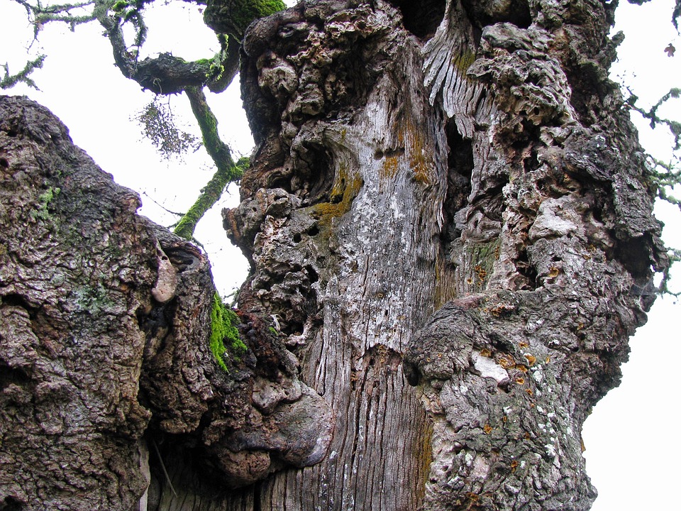 Oak Tree Gnarled - Free photo on Pixabay - Pixabay