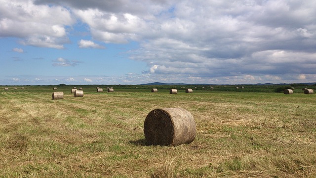 Meadow Cereal Sky - Free photo on Pixabay