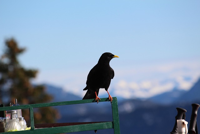 Jackdaw Bird Black - Free photo on Pixabay - Pixabay