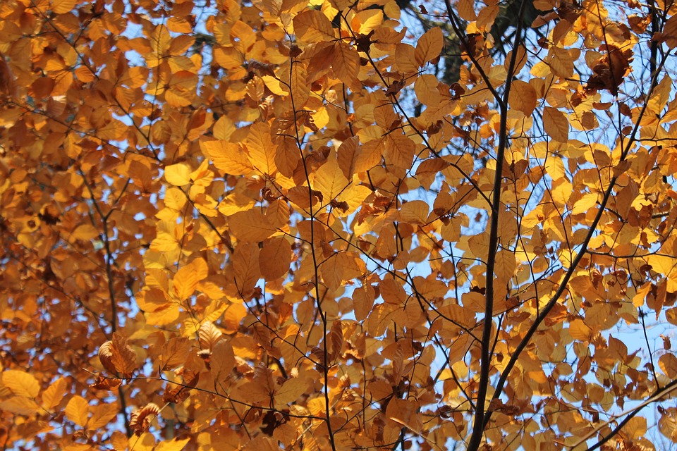 Beech Brown Fall - Free photo on Pixabay - Pixabay