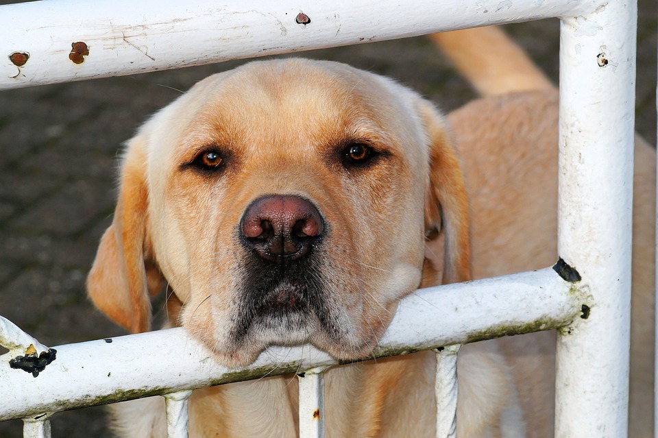 Dog Labrador Animal - Free photo on Pixabay