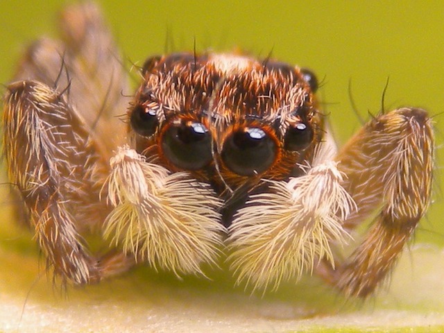 Spider - Free photo on Pixabay