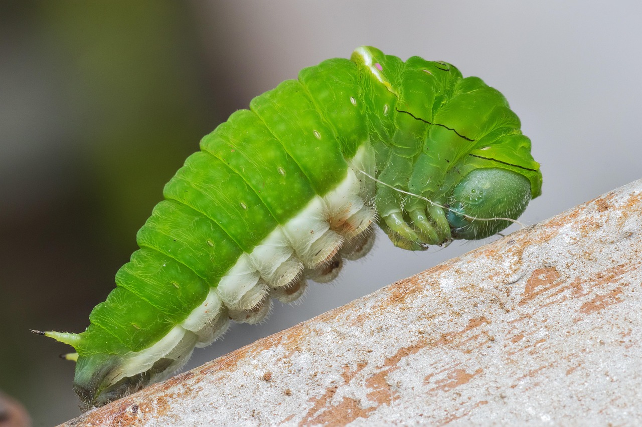 100+ Free Pupa & Cocoon Images - Pixabay