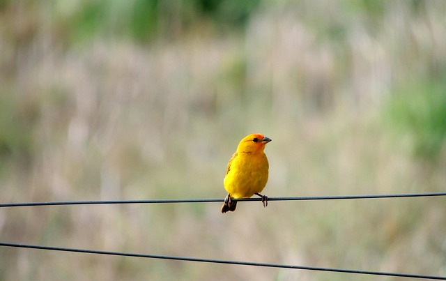 Canary Bird Nature Tropical - Free photo on Pixabay