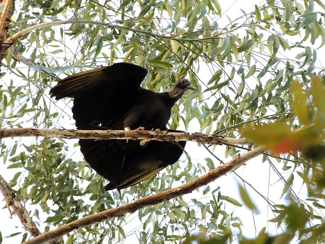 ハゲタカ 鳥 熱帯の鳥 - Pixabayの無料写真 - Pixabay