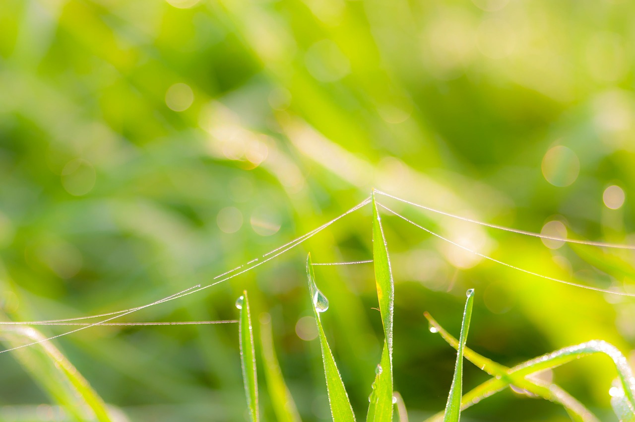 Dew Grass Meadow - Free photo on Pixabay