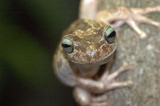 Mais de 100 imagens grátis de Batráquio e Sapo
