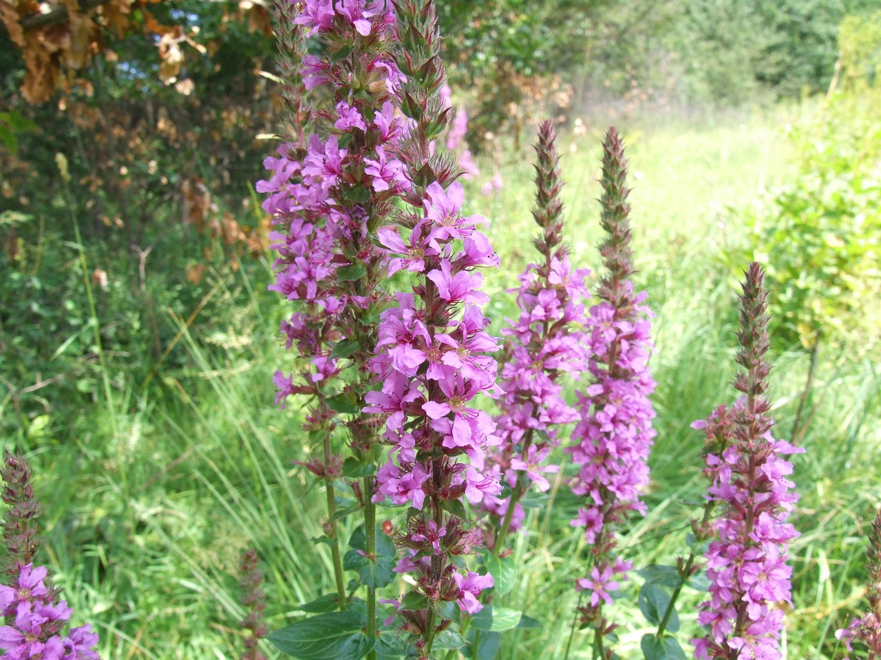 Purple Loosestrife Lythrum - Free photo on Pixabay - Pixabay