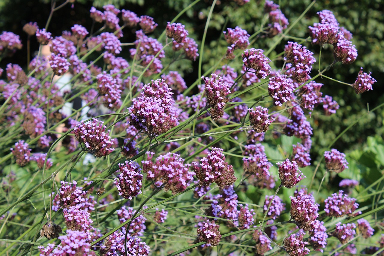 Verbena Flor - Foto gratuita no Pixabay - Pixabay