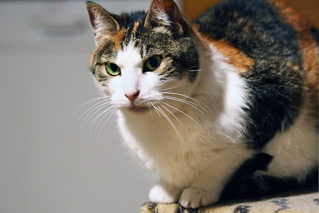 Gato Cor Avermelhado - Foto gratuita no Pixabay - Pixabay