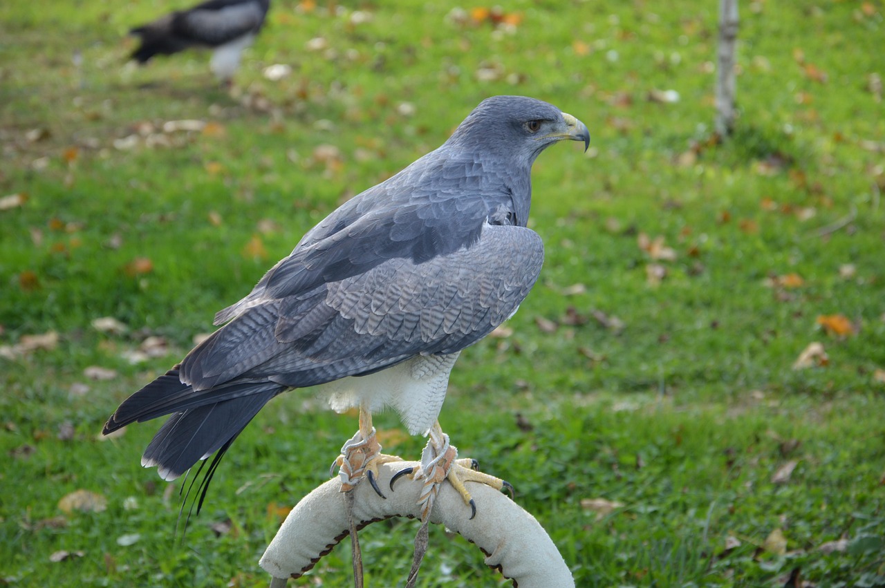 Faucon Prédateur Chasseur - Photo gratuite sur Pixabay - Pixabay