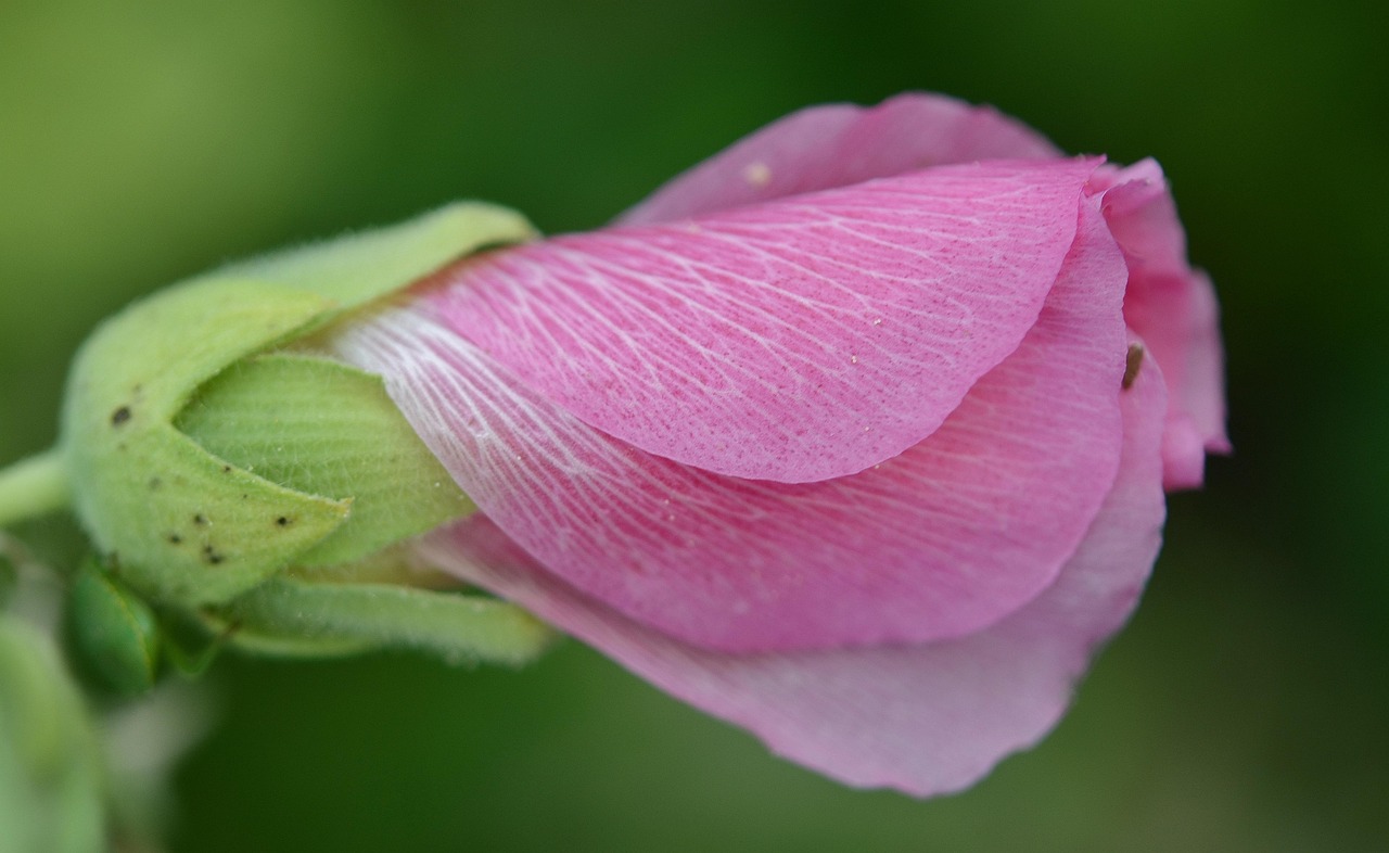 Merah Jambu Bunga Alam - Foto gratis di Pixabay - Pixabay
