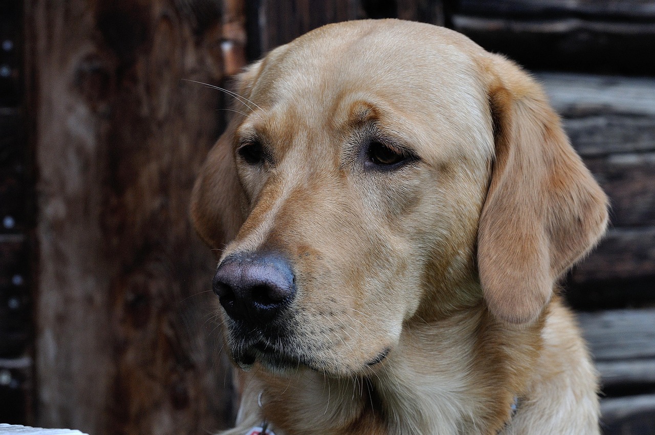Chien Labrador Diriger - Photo gratuite sur Pixabay - Pixabay