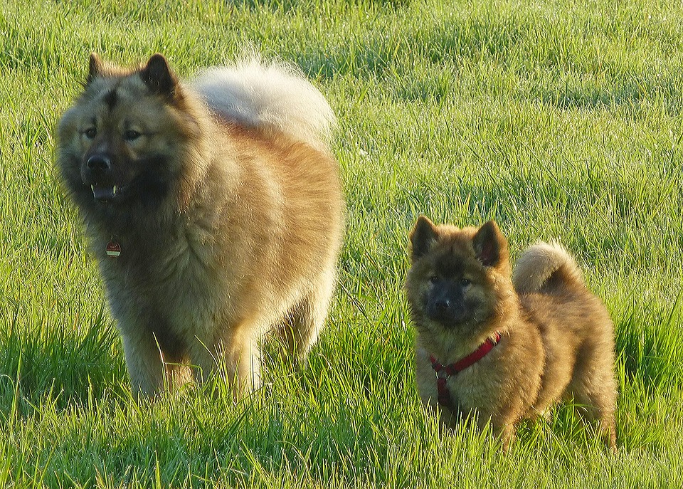 Dogs Eurasier Friends - Free photo on Pixabay