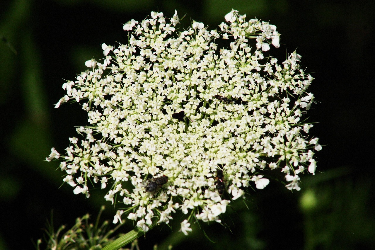 Flor Blanco Planta - Foto gratis en Pixabay - Pixabay