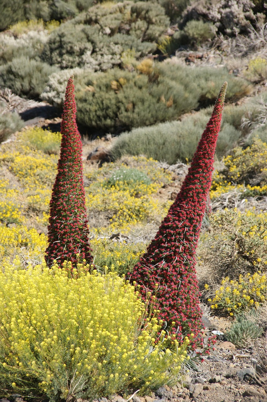 Tajinaste Planta Flores - Foto gratis en Pixabay - Pixabay