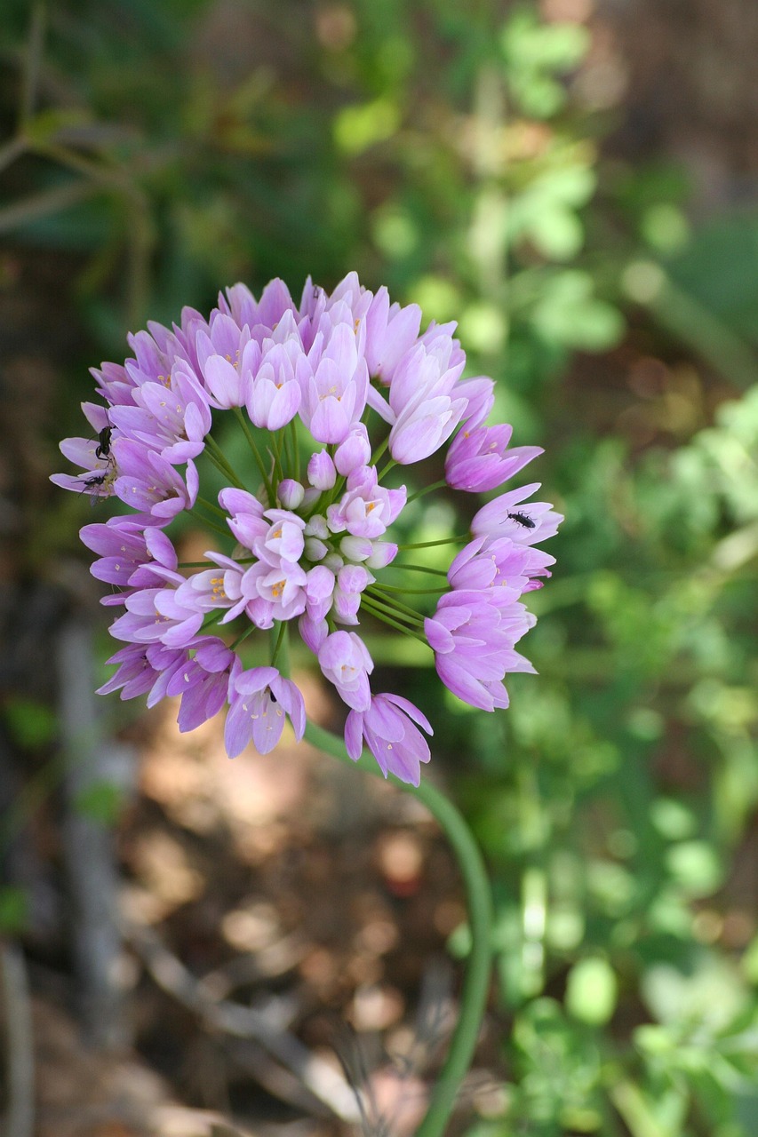 Wilde Blume South Natur - Kostenloses Foto auf Pixabay