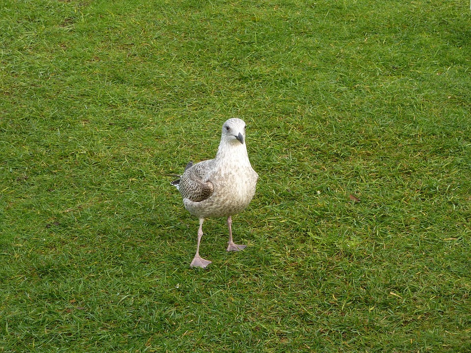 Young Herring Gull Seagull Bird - Free photo on Pixabay - Pixabay